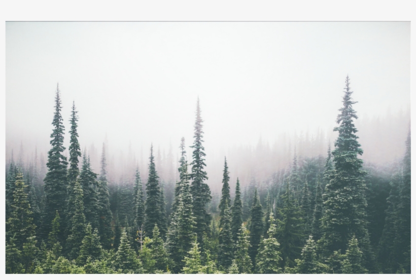 Trees Forest Treetops Overlay Background - Pine Tree Forest Background ...