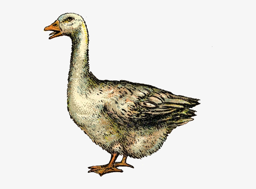 Vintage Goose - Free Transparent PNG Download - PNGkey