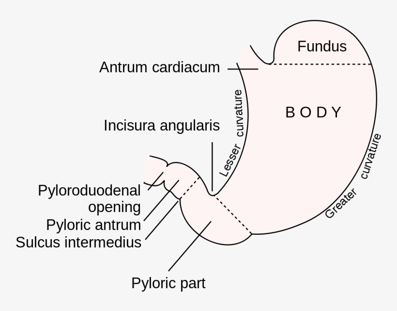 This Diagram Of The Stomach Shows The Cardiac Region, - Fundus Of ...