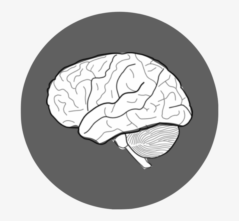 Brain & Information - Brain - Free Transparent PNG Download - PNGkey