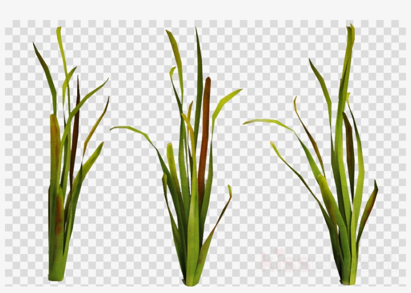 Pond Plants Clipart