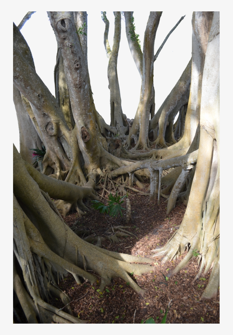 Root - Free Transparent PNG Download - PNGkey