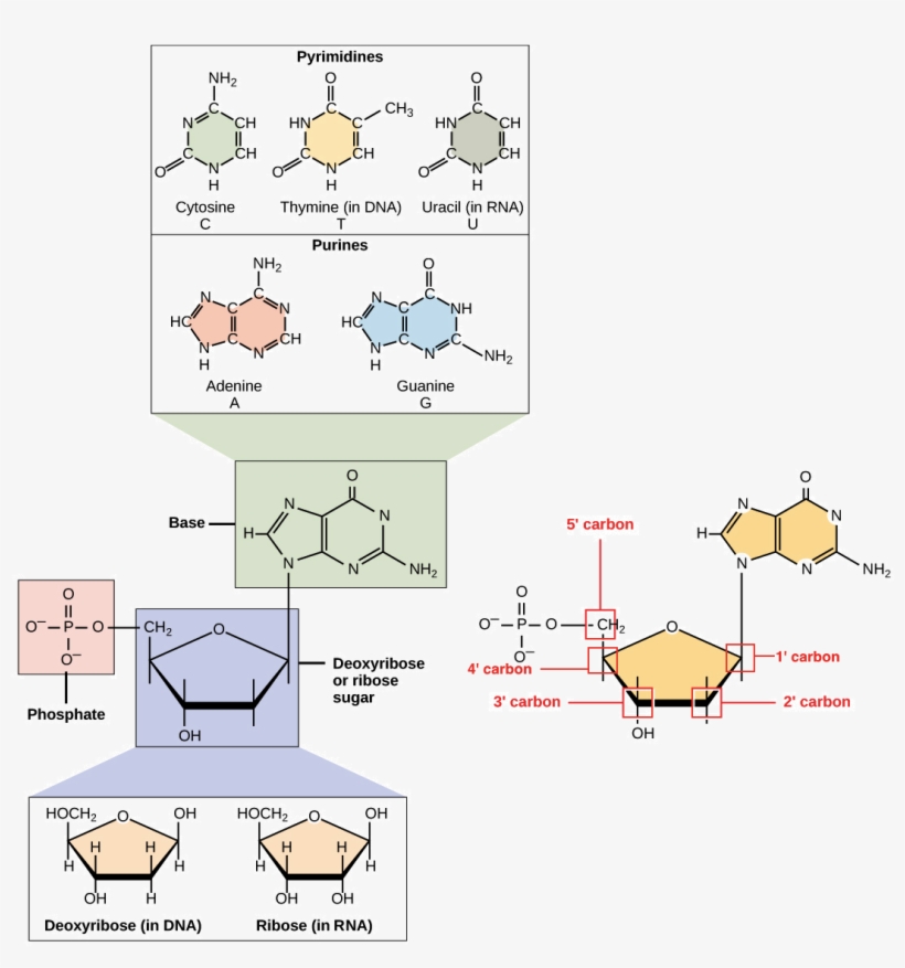 Dna Structure Clipart 6th Grade Science - Core Structure Of Rna ...