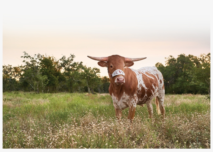 Baby Bevo Xv - Free Transparent PNG Download - PNGkey