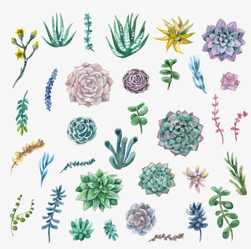 Watercolor Painting Succulent Plant Clip Art Plants - Succulent Clip ...