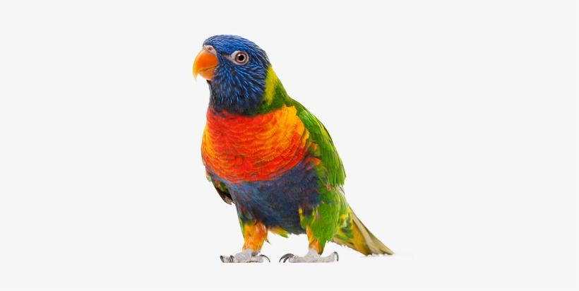 Parrot Transparent Background - Free Transparent PNG Download - PNGkey