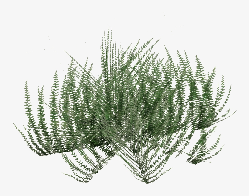 Ground Cover - Grass - Free Transparent PNG Download - PNGkey