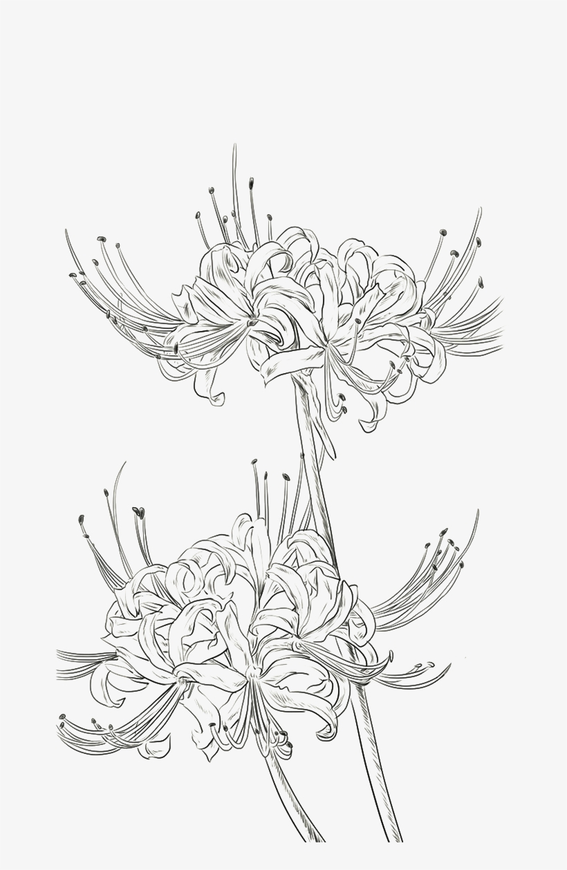 Red Spider Lily Png Red Spider Lily Drawing Free Transparent PNG