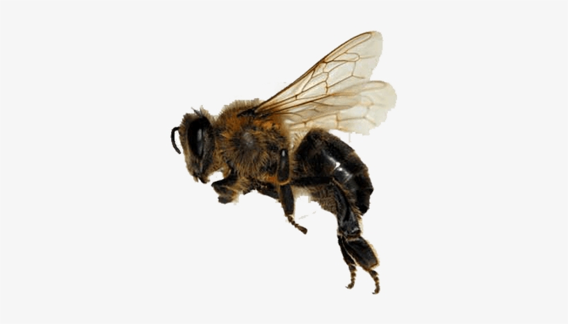 Honey Bee Png Flying - Free Transparent PNG Download - PNGkey
