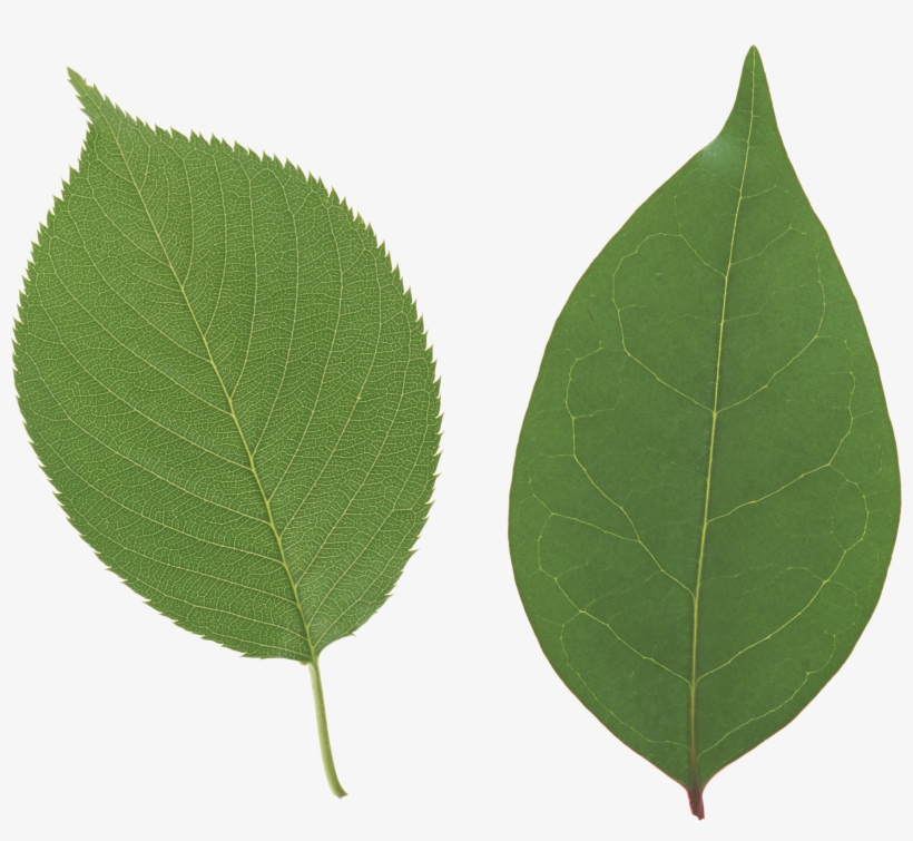 Apple Leaf Transparent Background - Free Transparent PNG Download - PNGkey