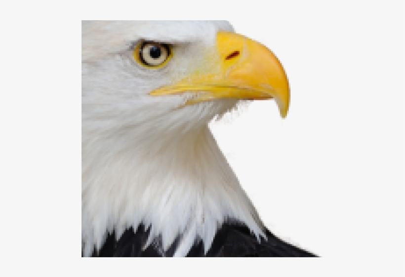Bald Eagle Png Transparent Images - Eagle's Eye - Free Transparent PNG ...
