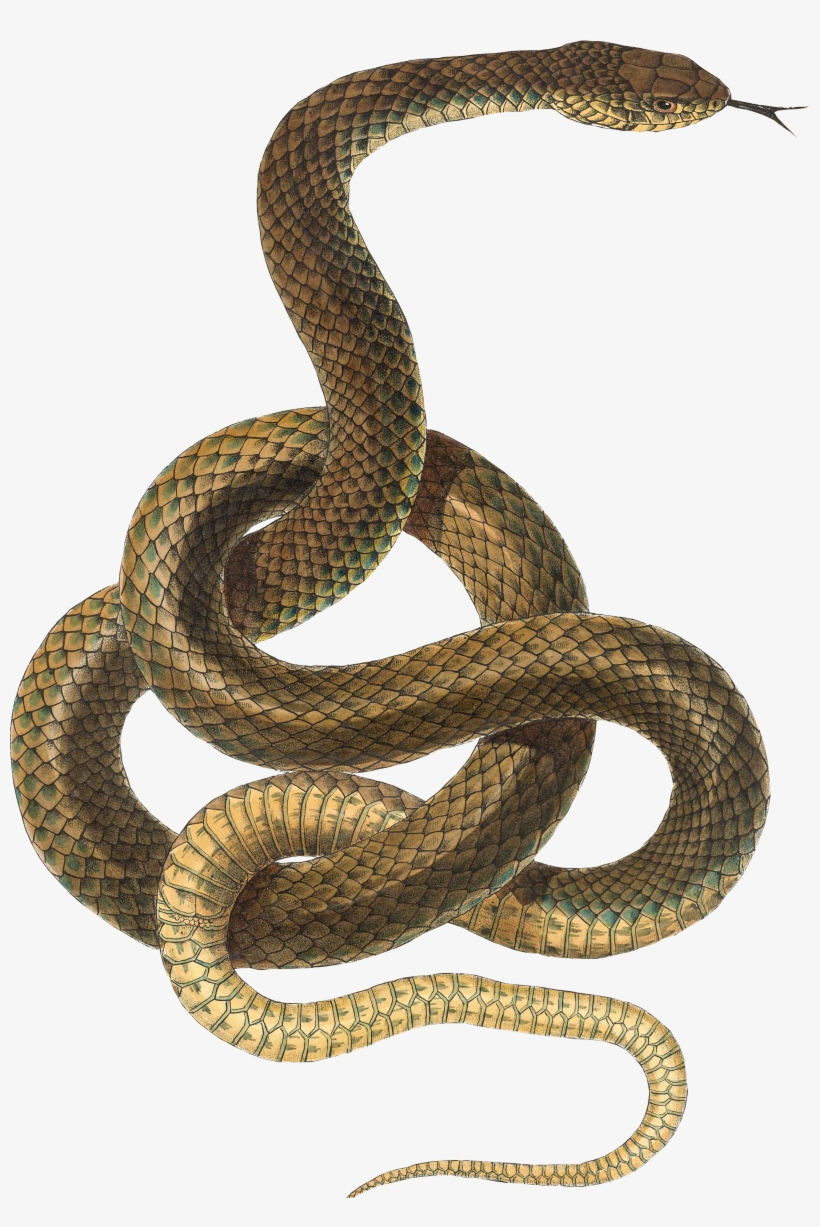 Snake Pattern On A Transparent Background - Snake Transparent ...