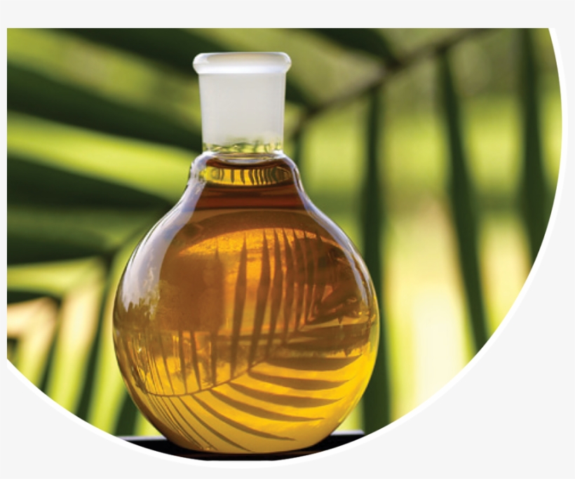 Palm Oil Png - Palm Oil No Background - Free Transparent PNG Download ...