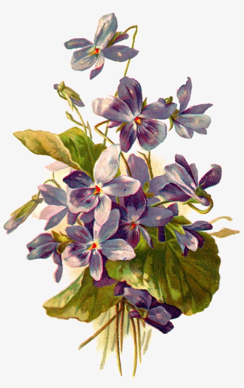 French Postcard Of Violets, - Violet Flower Botanical Illustration ...