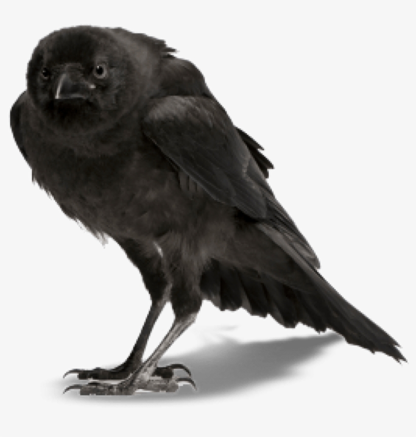 Free Png Crow Png Images Transparent - Crow Png - Free Transparent PNG ...