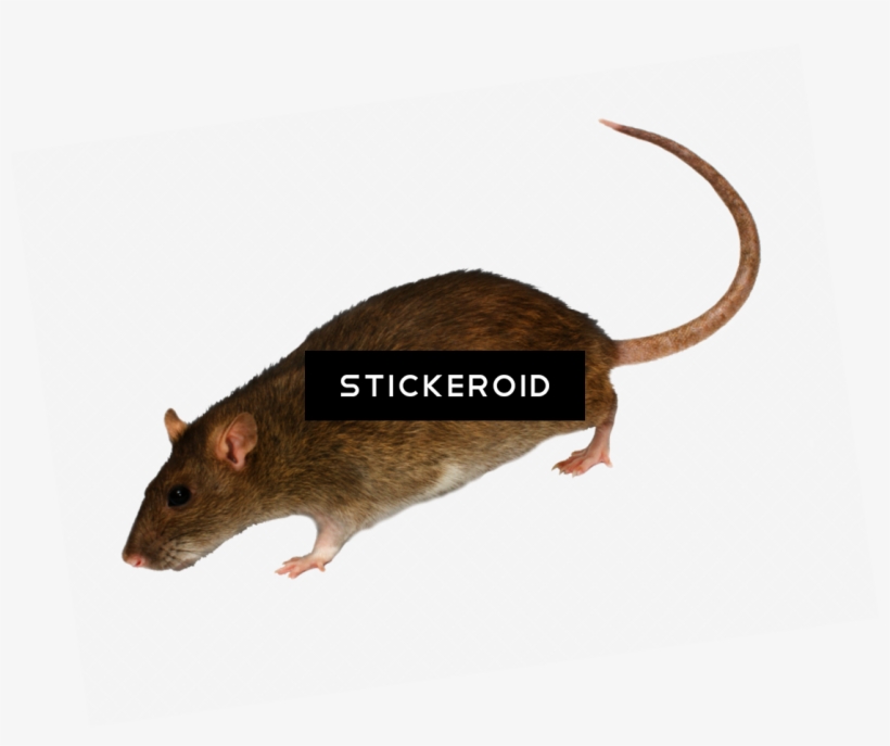 Mouse Rat - Marsh Rice Rat - Free Transparent PNG Download - PNGkey