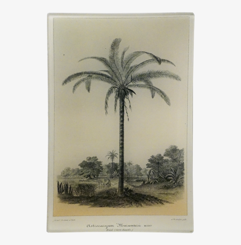 Palm Tree Vintage Poster - Free Transparent PNG Download - PNGkey