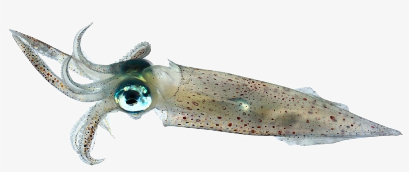 Squid Png Image Background - Invertebrates Squid - Free Transparent PNG ...