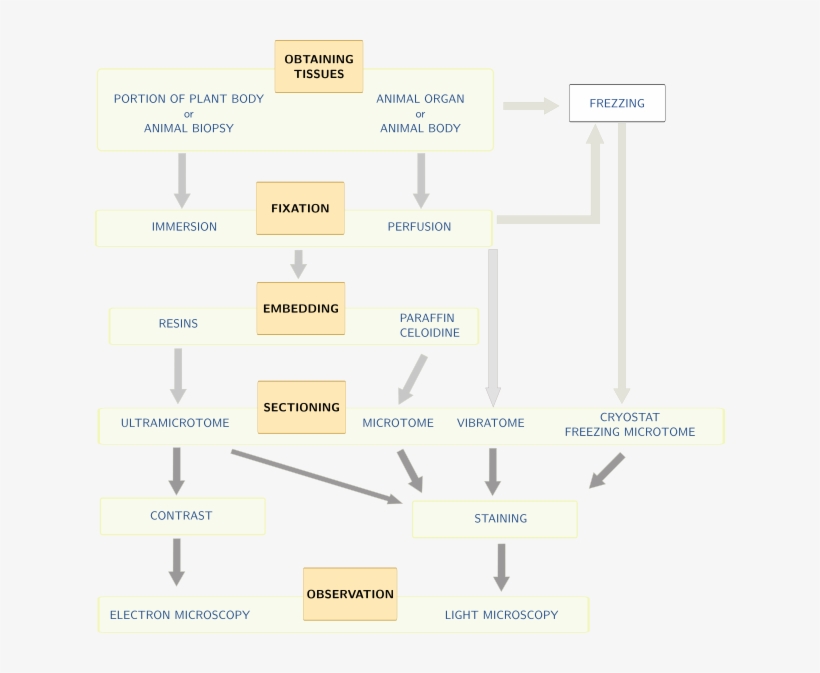 Histological Processing - Histology - Free Transparent PNG Download ...