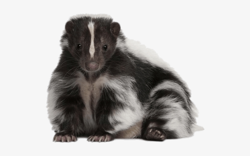 Cute Skunk - Skunk Transparent - Free Transparent PNG Download - PNGkey