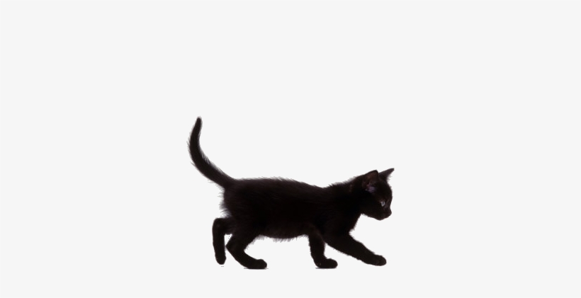 Black And White, Cat, And Overlays Image - Black Kitten Walking - Free ...