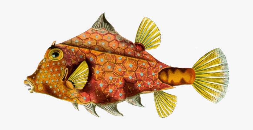 Angelfish Drawing Watercolor Painting Aquatic Animal - Boxfish By Ernst ...