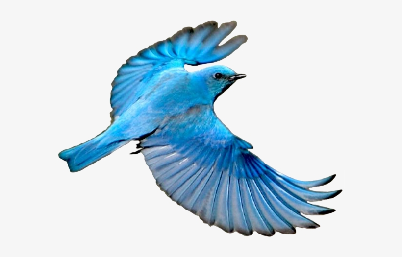 Blue Bird Flying - Flying Mountain Blue Bird - Free Transparent PNG ...