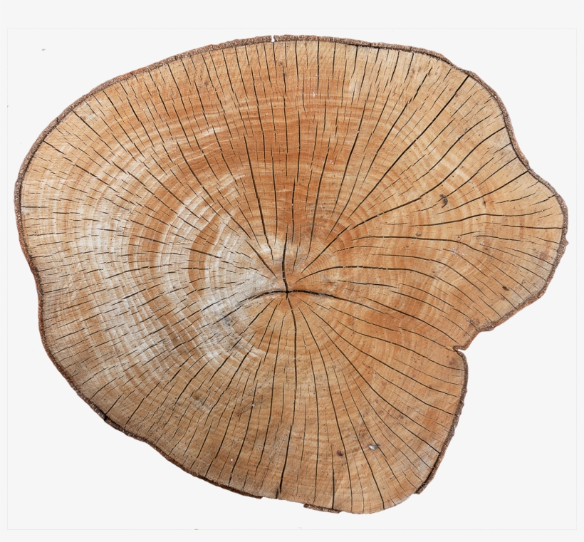 Wood End 01 - Wooden Texture Stump Png - Free Transparent PNG Download ...