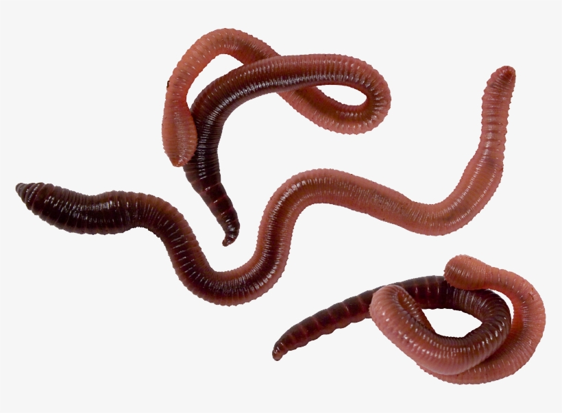 Worm Png - Free Transparent PNG Download - PNGkey
