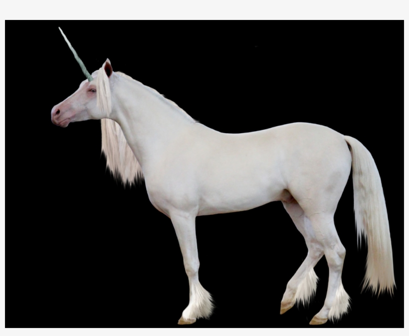 Stallion - Free Transparent PNG Download - PNGkey