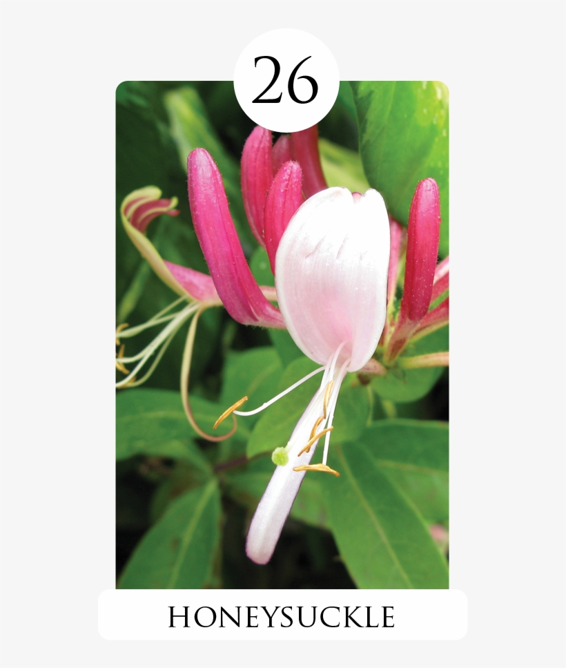 Honeysuckle - Free Transparent PNG Download - PNGkey