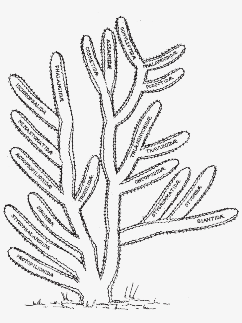 Drawing Cactus Texture - Drawing - Free Transparent PNG Download - PNGkey