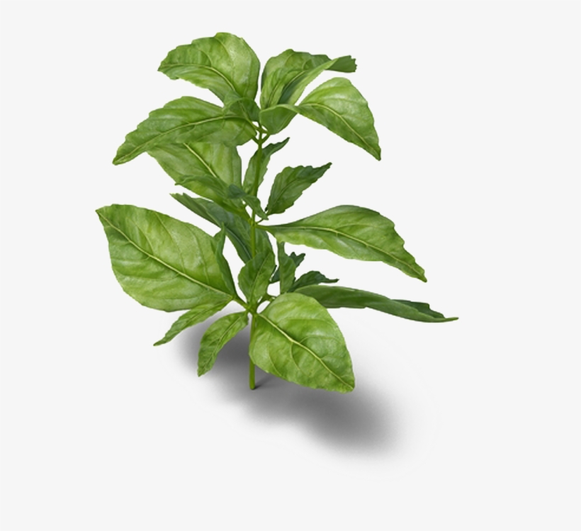 Basil Png - Free Transparent PNG Download - PNGkey