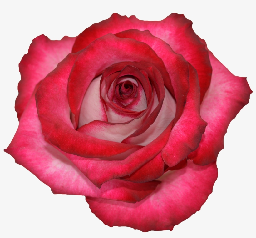 Rose Cinderella - Rose - Free Transparent PNG Download - PNGkey