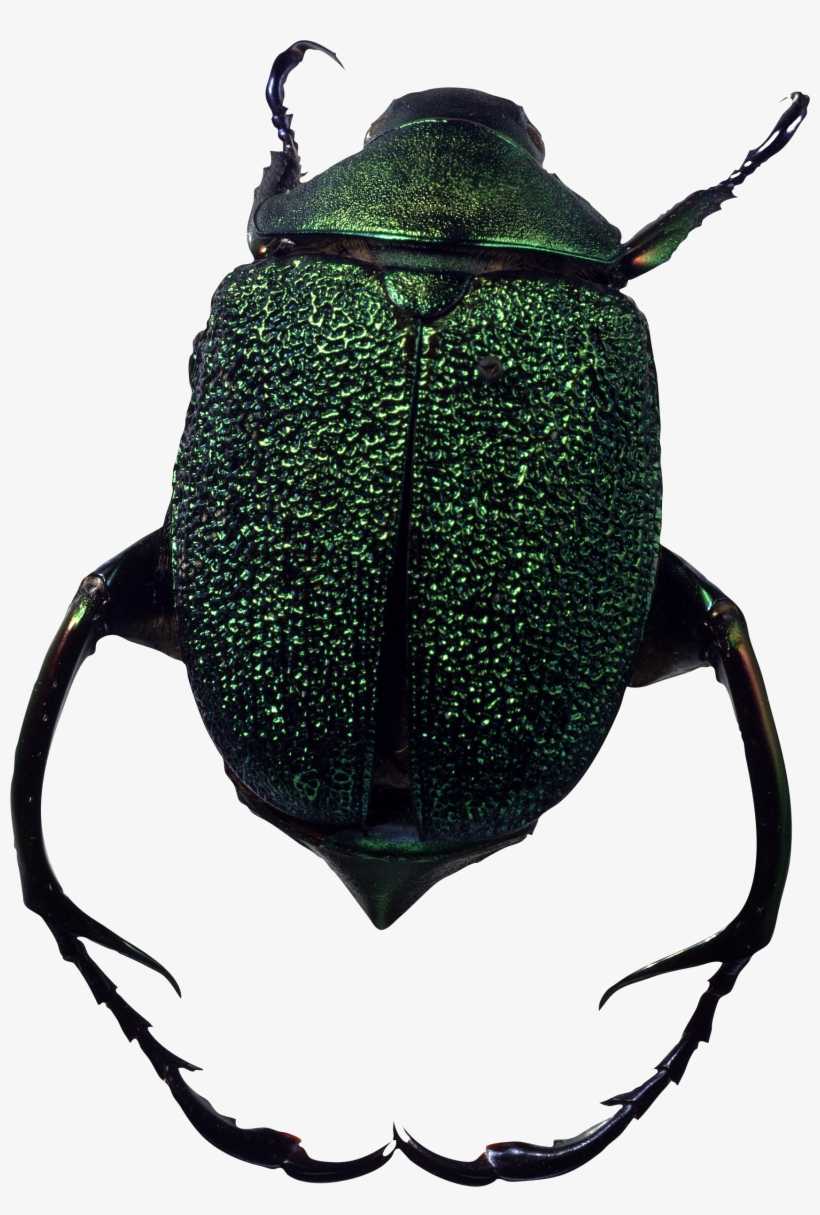 Bug Png Image - Transparent Png Bug Antenna - Free Transparent PNG ...