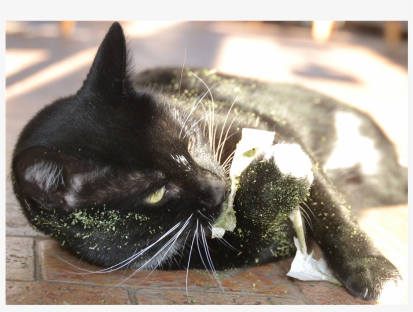 Celestial Catnip A211-415 4 - Black Cat - Free Transparent PNG Download ...