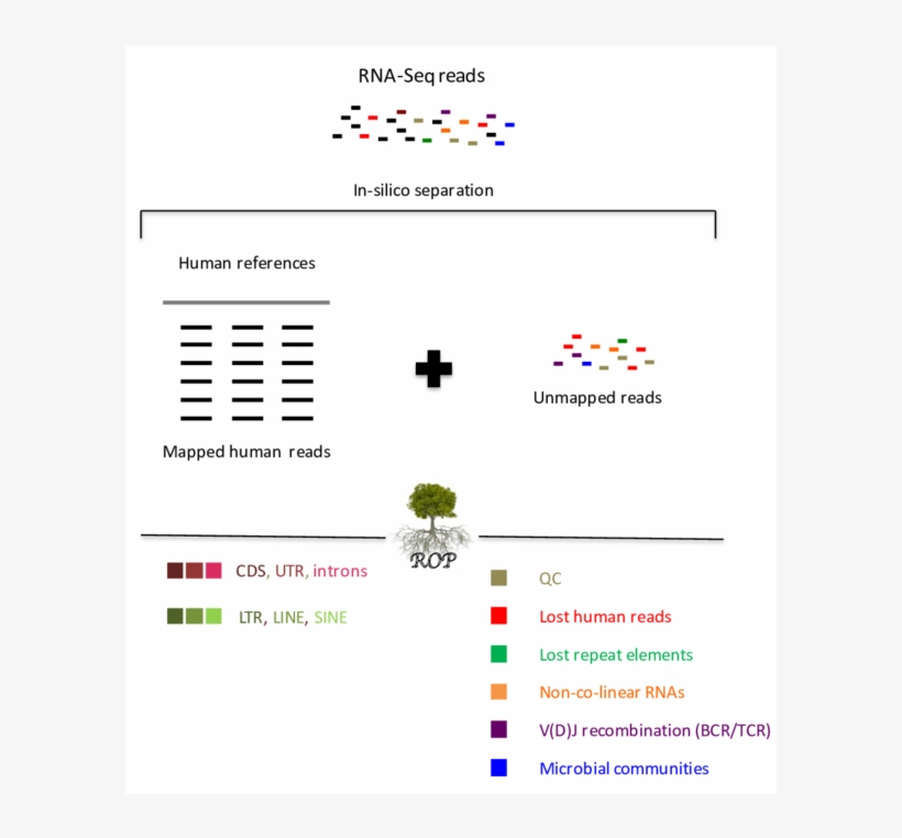 Schematic Of The Read Origin Protocol - Schematic - Free Transparent ...