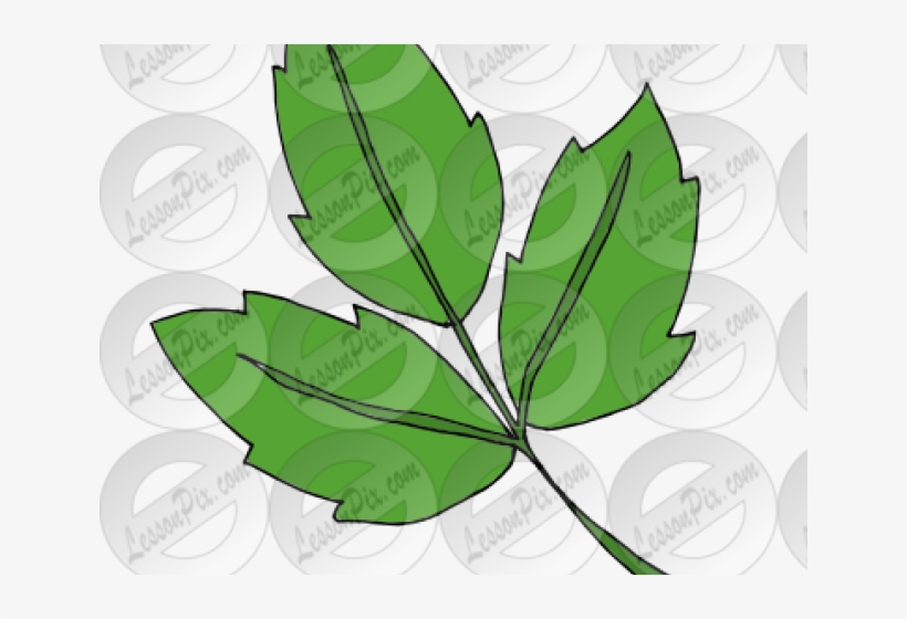 Ivy Clipart Poison Ivy - Free Transparent PNG Download - PNGkey