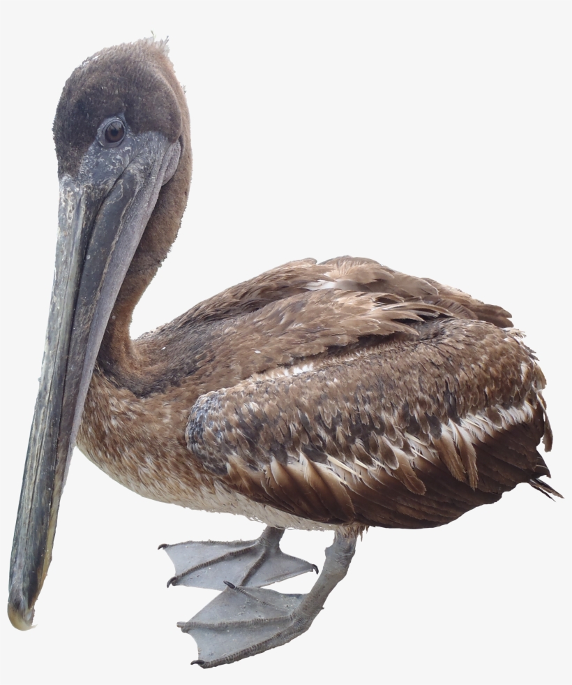 Pelican Png - Free Transparent PNG Download - PNGkey