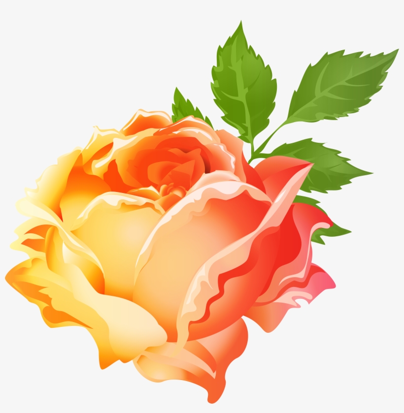 Orange Rose Png - Free Transparent PNG Download - PNGkey