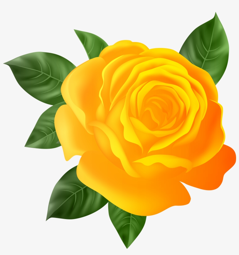 Orange Rose Png - Free Transparent PNG Download - PNGkey