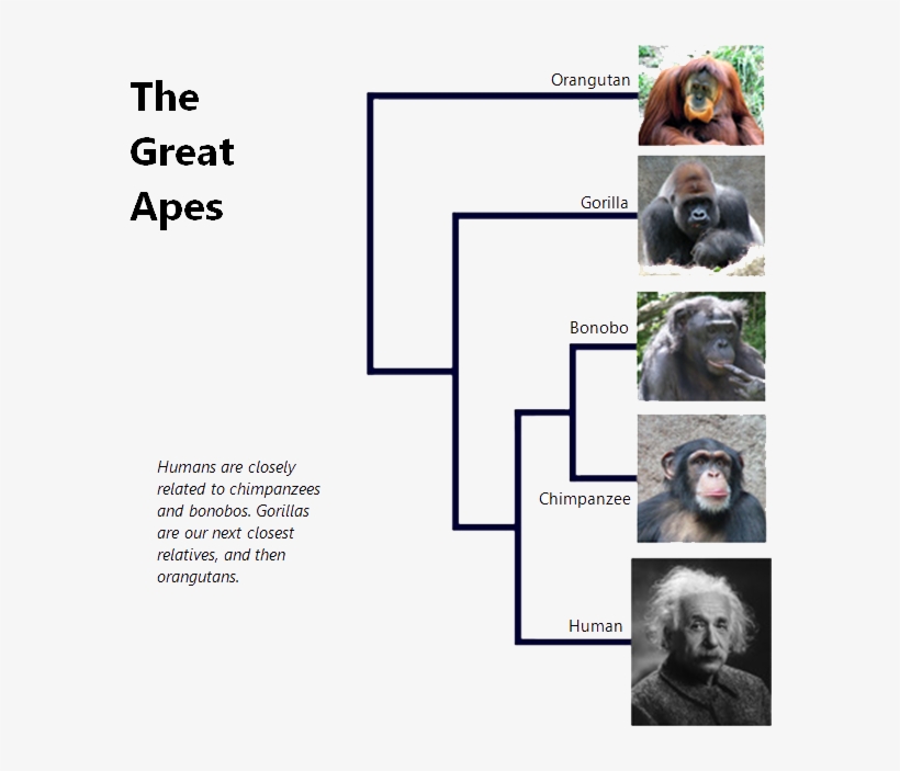 The Great Apes - Phylogenetic Tree For Great Apes - Free Transparent ...