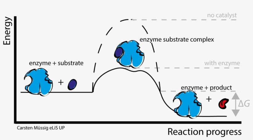 Enzyme Substrate Complex Graph