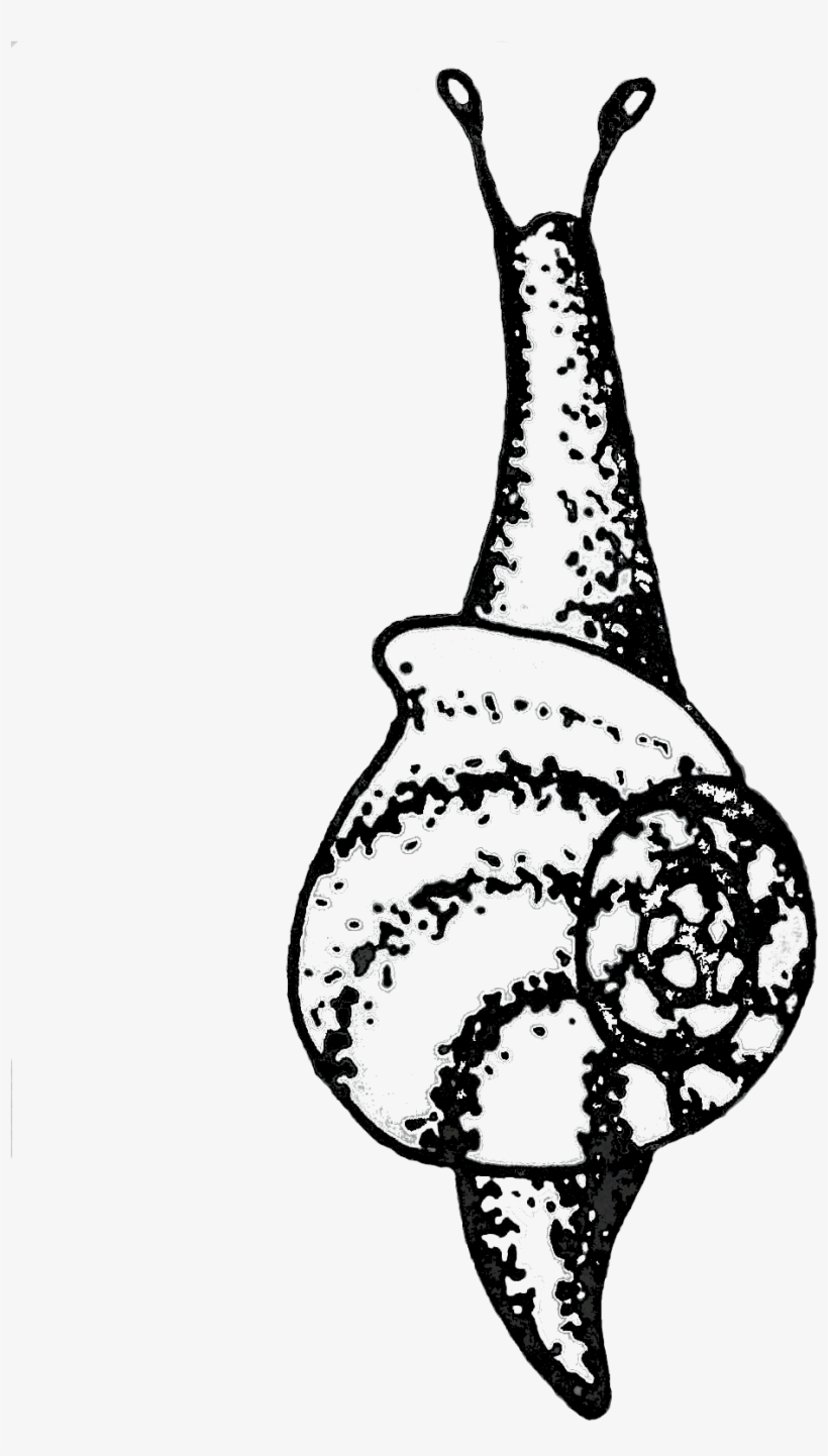 Caracol - Free Transparent PNG Download - PNGkey