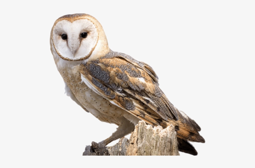 Owl Png Transparent Images - Hd Owls - Free Transparent PNG Download ...