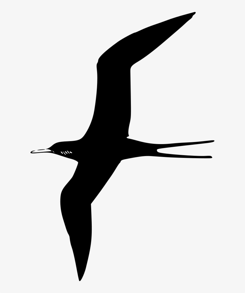 How To Set Use Frigate Bird Clipart - Free Transparent PNG Download ...
