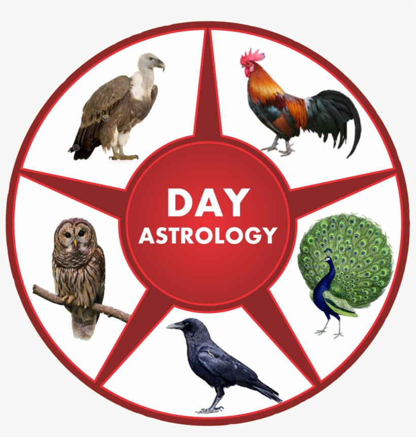 Neel Astro - Supernatural Devil's Trap - Free Transparent PNG Download - PNGkey