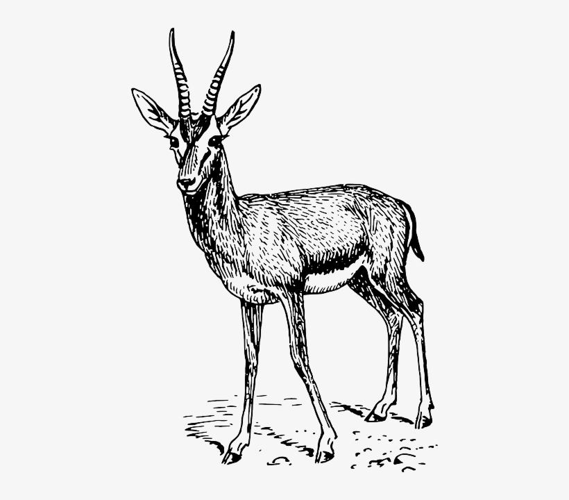 Drawing, Standing, Animal, Mammal, Gazelle, Antlers - Springbok Black ...