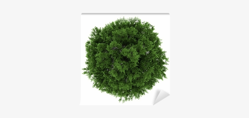 Top View Of Small-leaved Lime Tree Isolated On White - Tilia Cordata ...