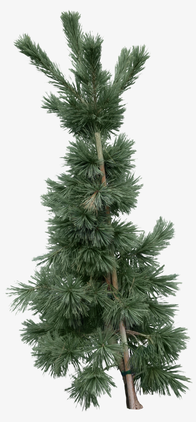 Fir-tree Png Image - Fir - Free Transparent PNG Download - PNGkey